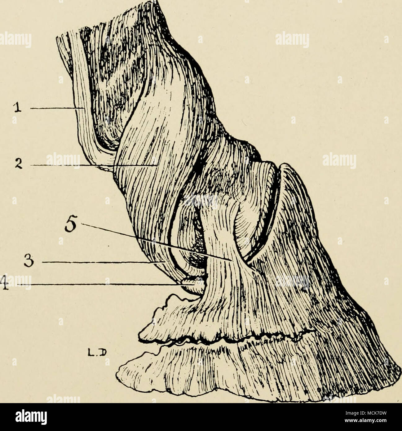 Pedal Bone High Resolution Stock Photography and Images - Alamy