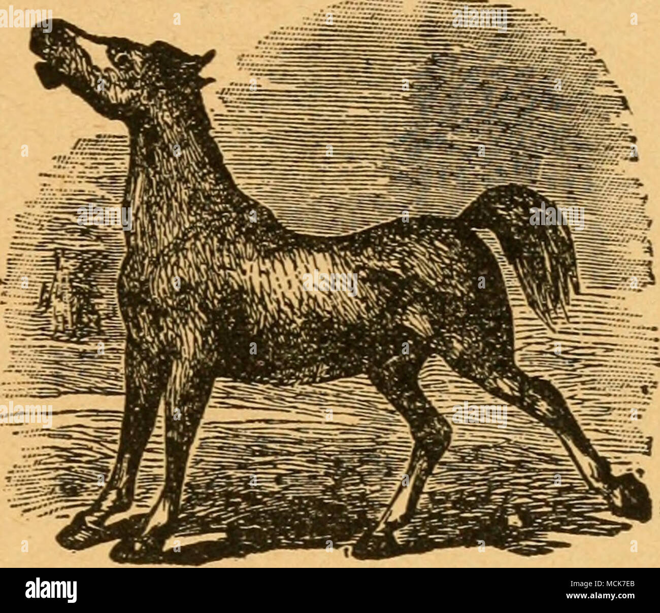 . PLATE 4. DISLOCATION OF THE PATELLA (STIFLE). Very commonly both ...