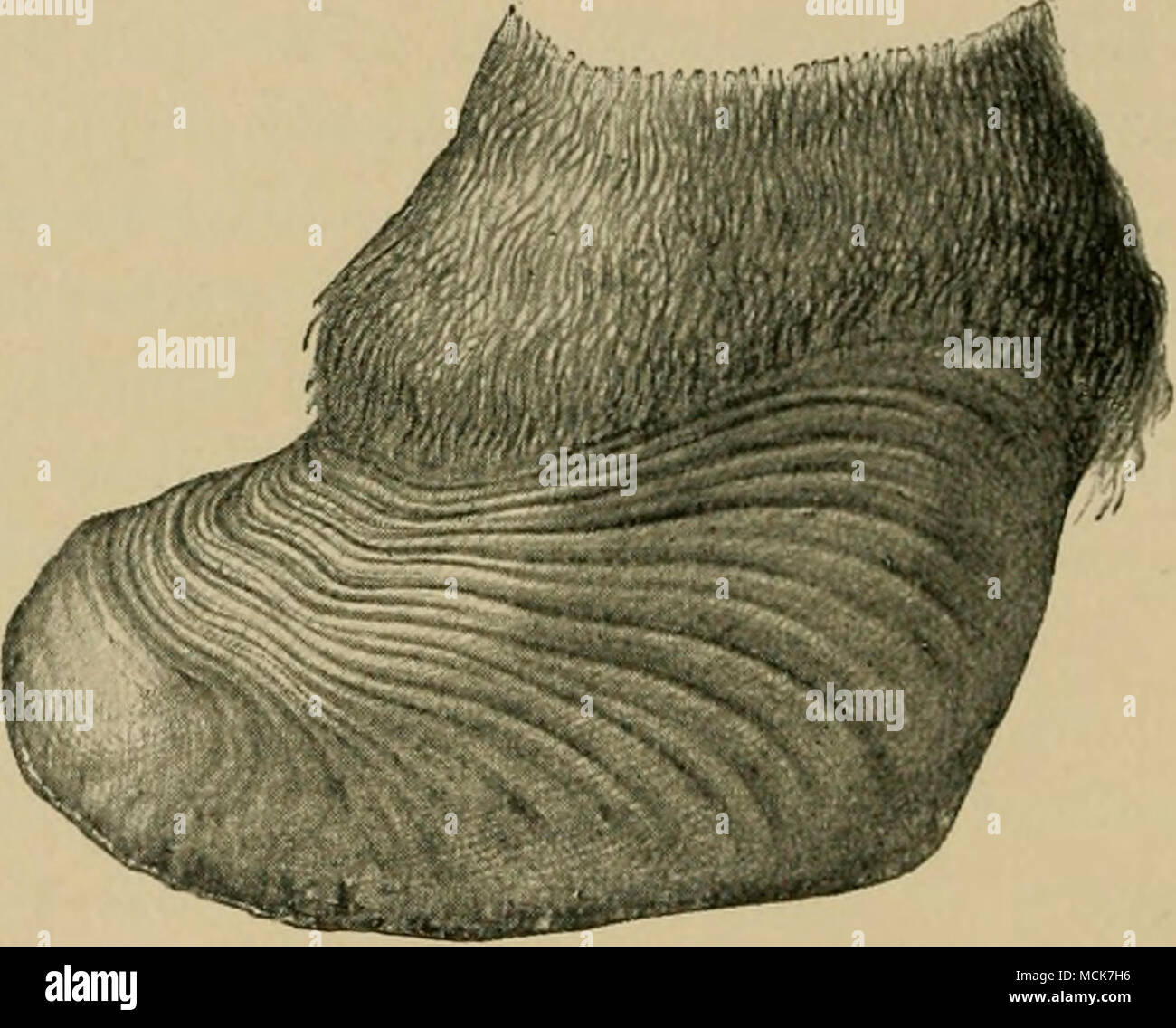 . Fig. 122.—Foot badly deformed as a Eesult of Chronic Laminitis. heel ...