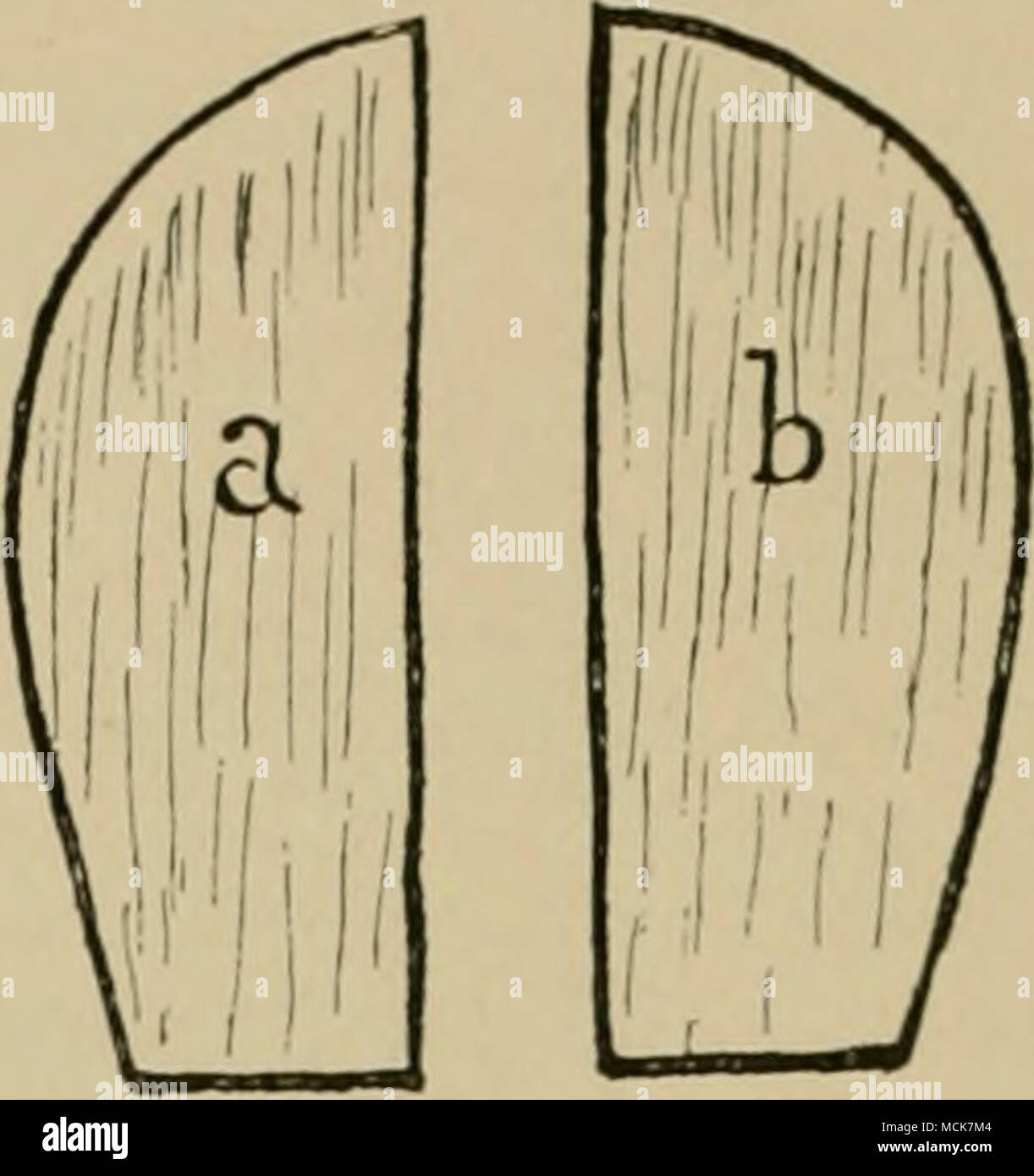 fc^/ w B Fig. 55.—The Shoe with Plates. A, The plates in position ; B ...