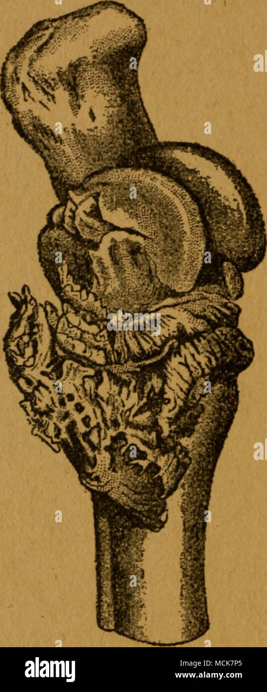 . PLATE SHOWING SITUATION OF BONE- SPAVIN. we find it on working oxen ...