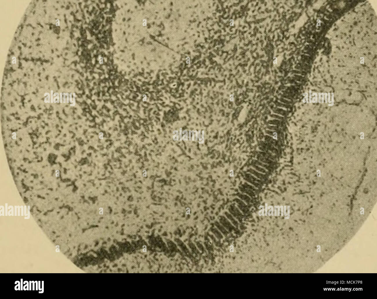 . Fig. 27.âSection from Foot of Sheep Embryo. It shows a pronounced ...