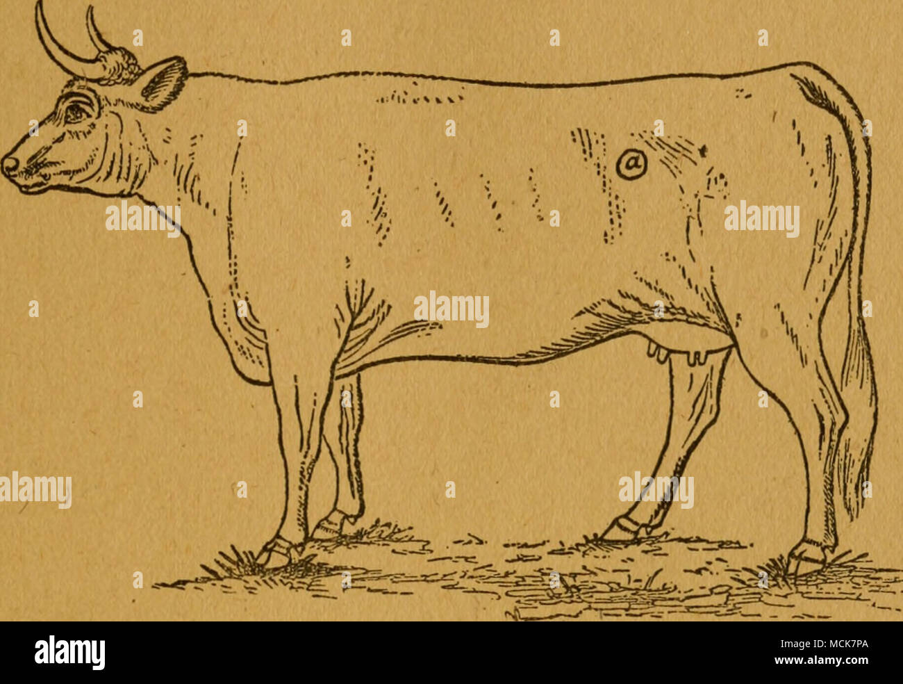 Operation epsom hi-res stock photography and images - Alamy