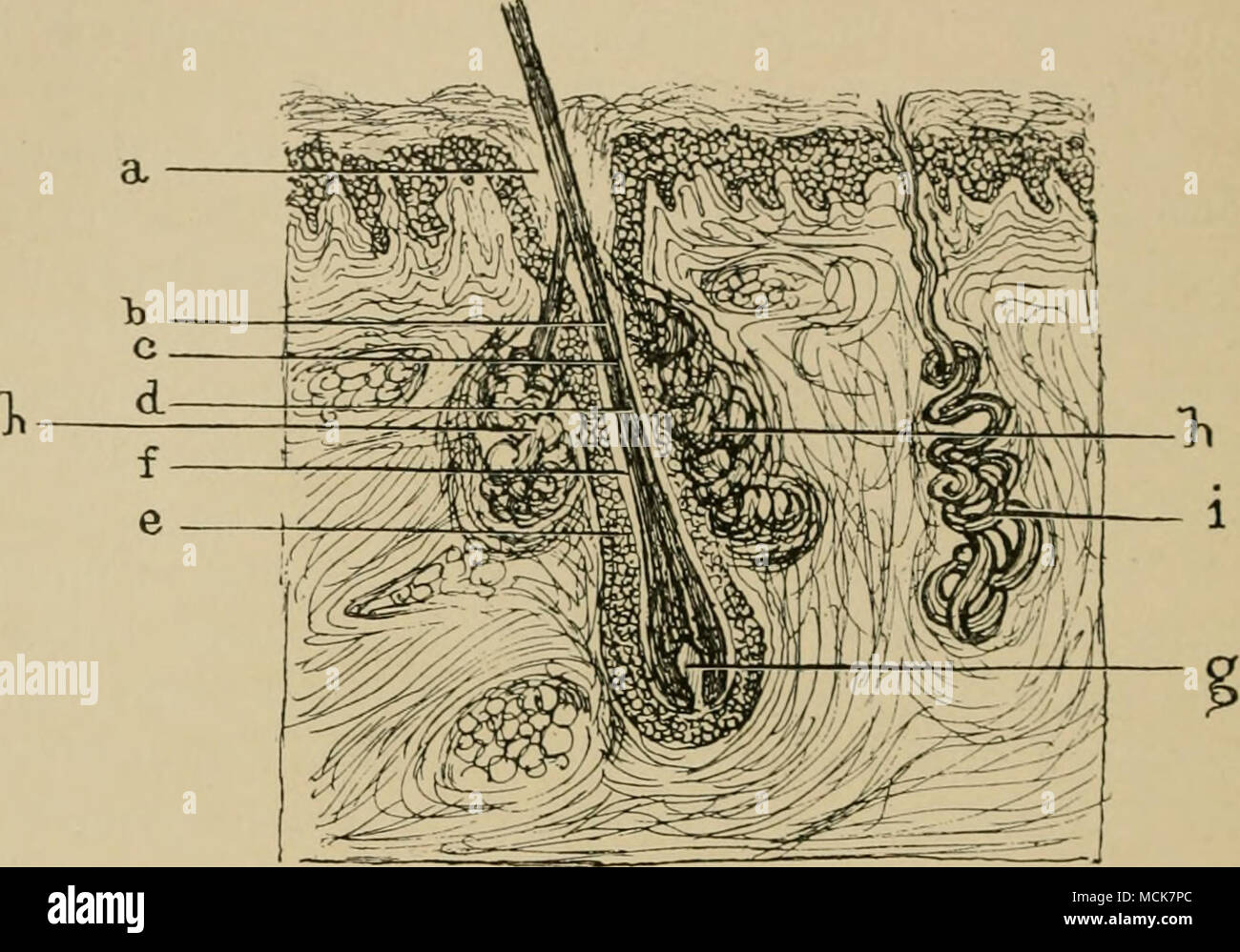 Fig 24 Section Of Skin With Hair Follicle And Hair A The Hair Fig 24 Section Of Skin With Hair Follicle And Hair A The Hair
