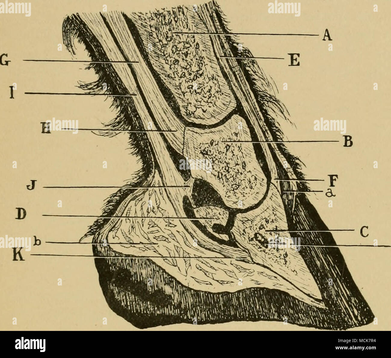. Fig. 13.—Median Section of Foot. A, Os sutfraginis ; B, os coronte ...