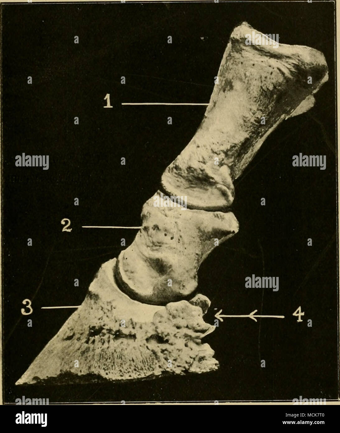 . Fig. 1. -The Bones of the Phalanx. the OS coronfe ; 3, the os pedis ...