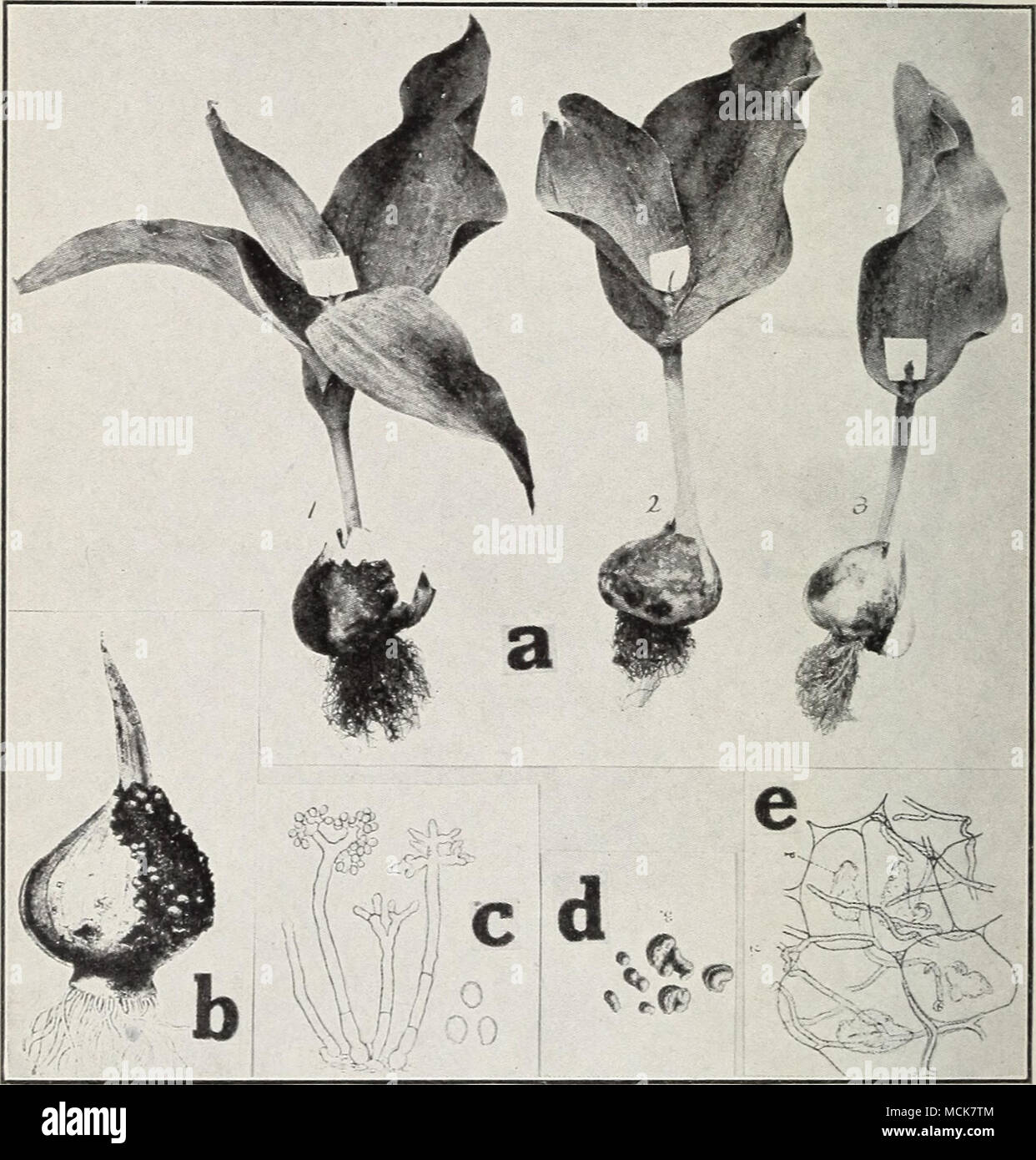 . Fig. 72. Tulip Diseases. a. Tulip blindness, b-e. Botrytis rot Stock ...