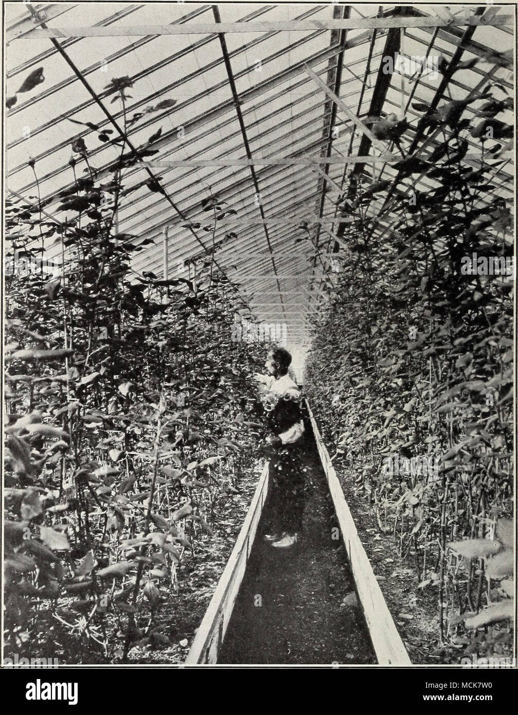 Houses of york rose hi-res stock photography and images - Alamy