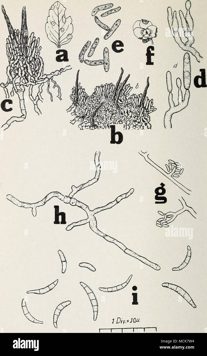 Microconidia Of Fusarium