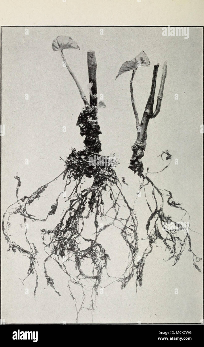 Root knot disease hi-res stock photography and images - Alamy