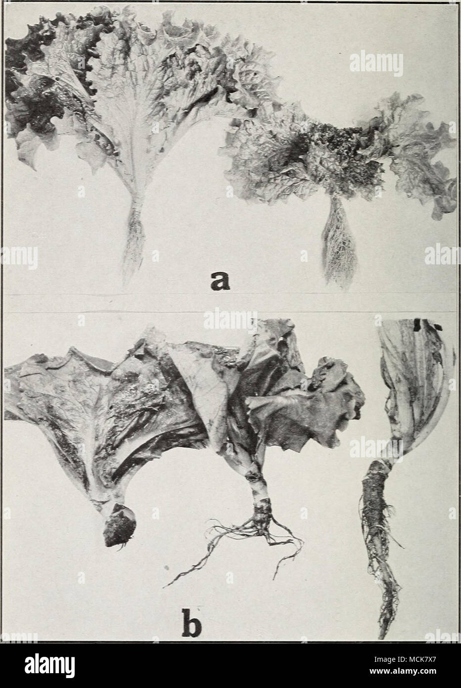 . Fig. 28. Lettuce Diseases. a. Lettuce rosette (to right diseased, and ...