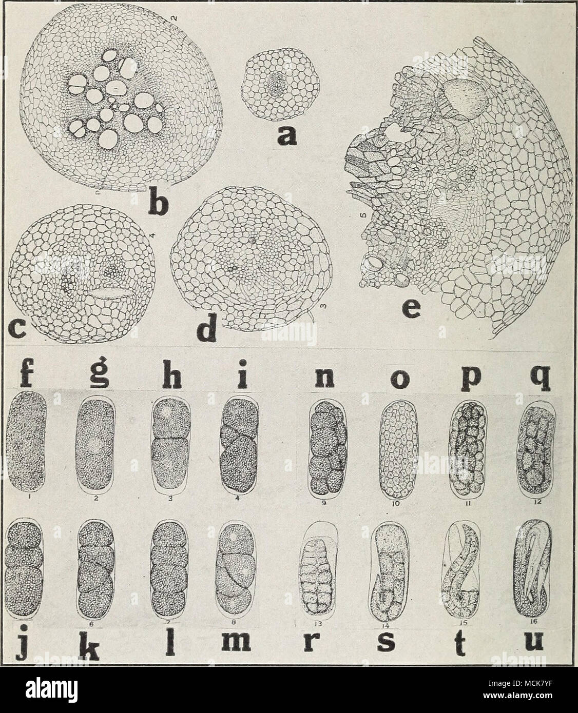 . Fig. 4. Nematode. c. Very young, normal root, b. mature, normal root ...