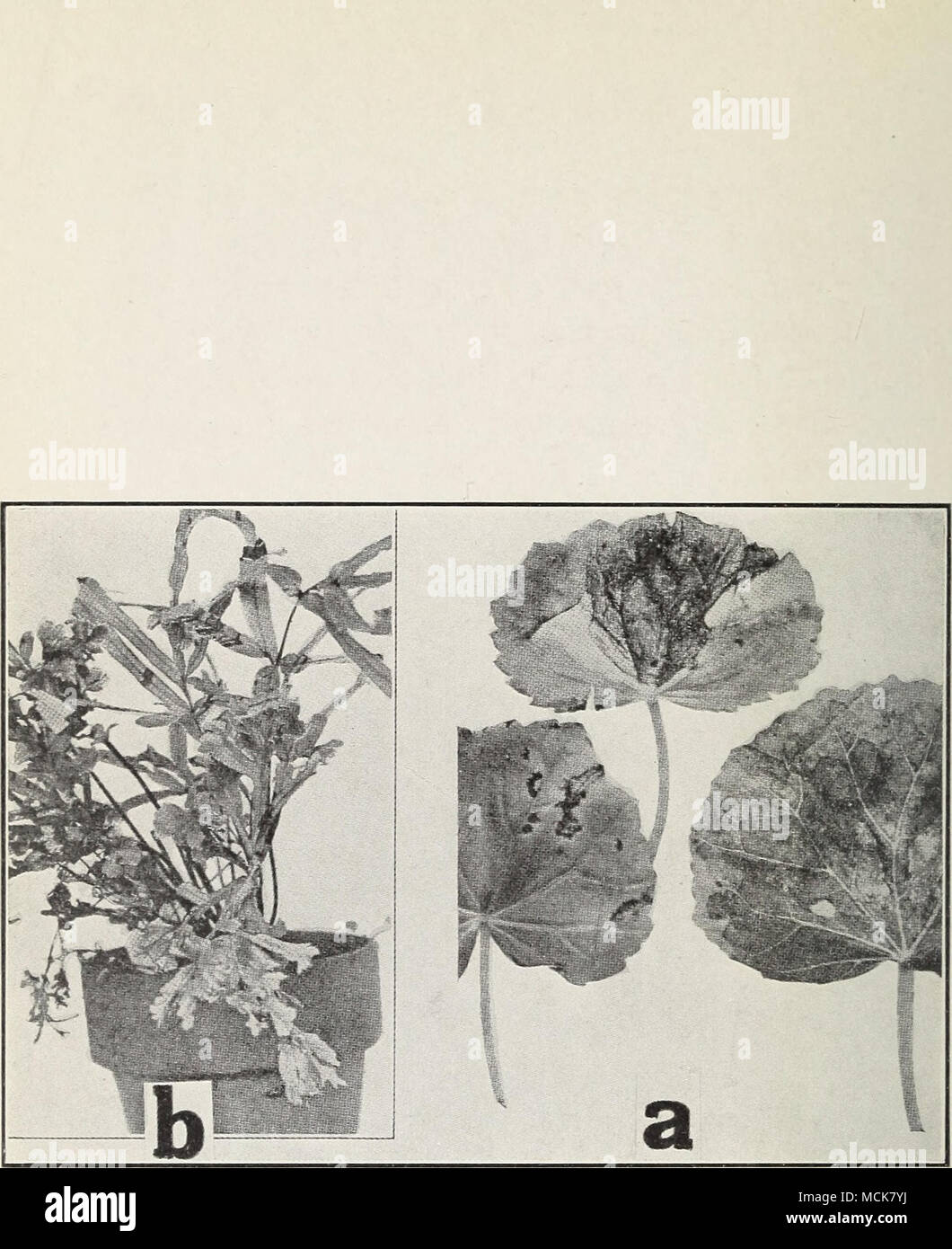 . Fig. 5. Leaf Blight Nematode. a. Infected begonia foliage, b. the ...