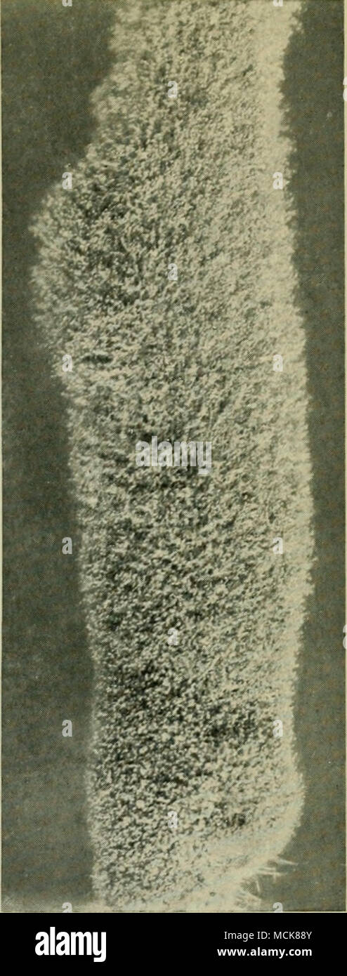 Botrytis sp hi-res stock photography and images - Alamy