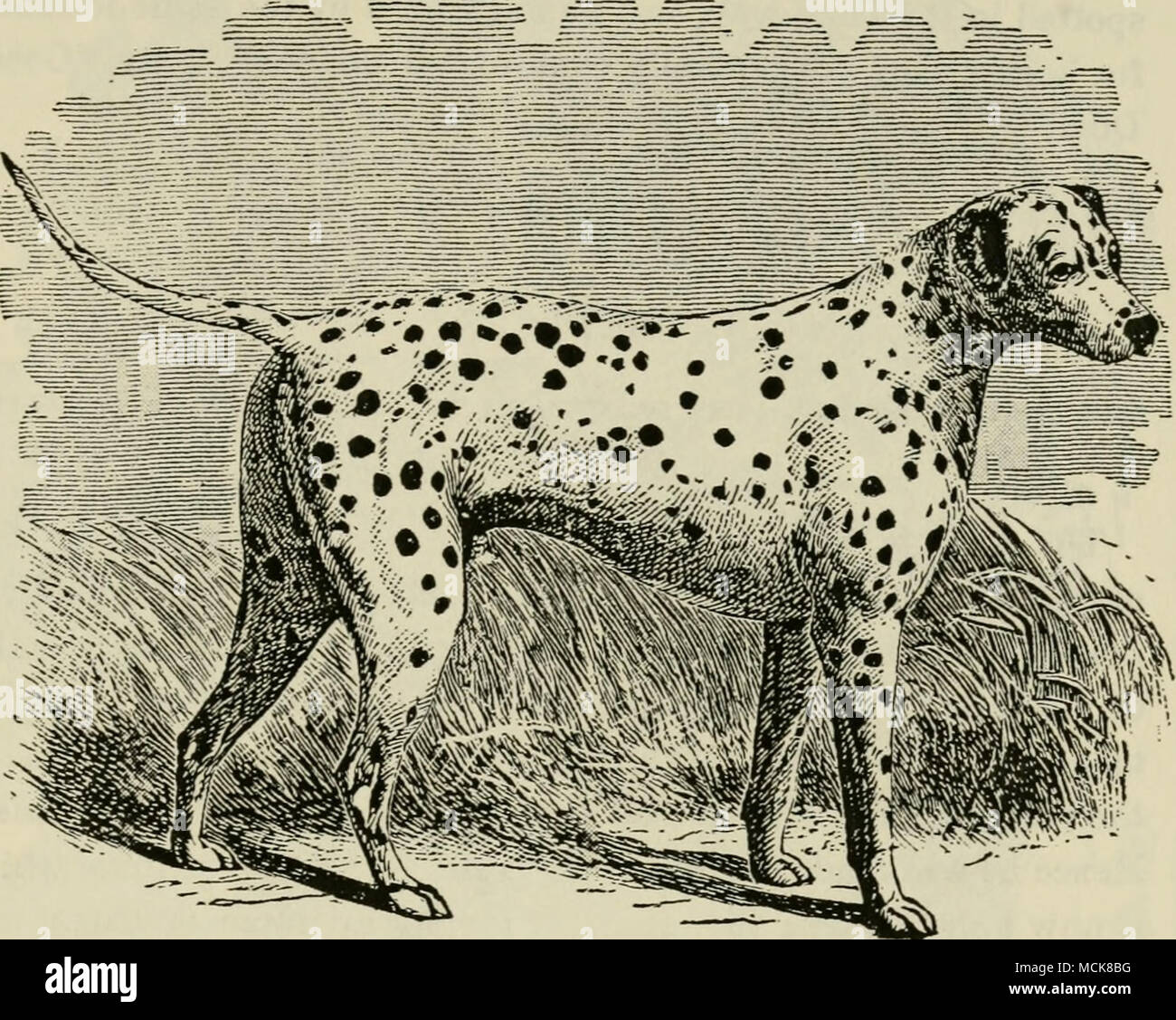 . Fig. 17.—DALMATIAN DOG, CAPTAnT. THE DALMATIAN AND DANISH DOGS. The ...
