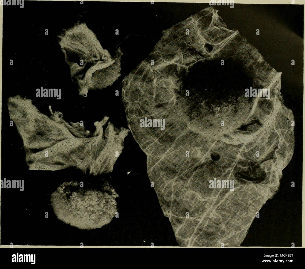 . Fig. 31—Chorionic Placenta of Ewe. The right hand figure includes a ...