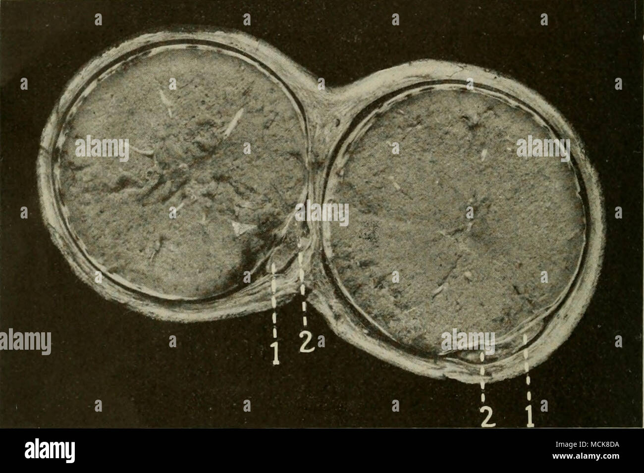 . Fig. 4Cross Section through Scrotum of Young Bull viewed from ...