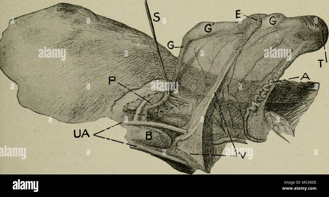 . Fig. I.—The Testicle and its Attachments. Right inguinal region and ...