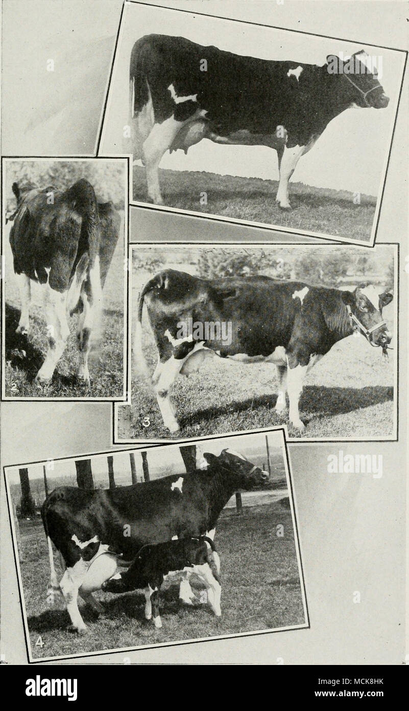 . Fig. 129—Nymphomania. /, Cow in health at close of official milk and ...