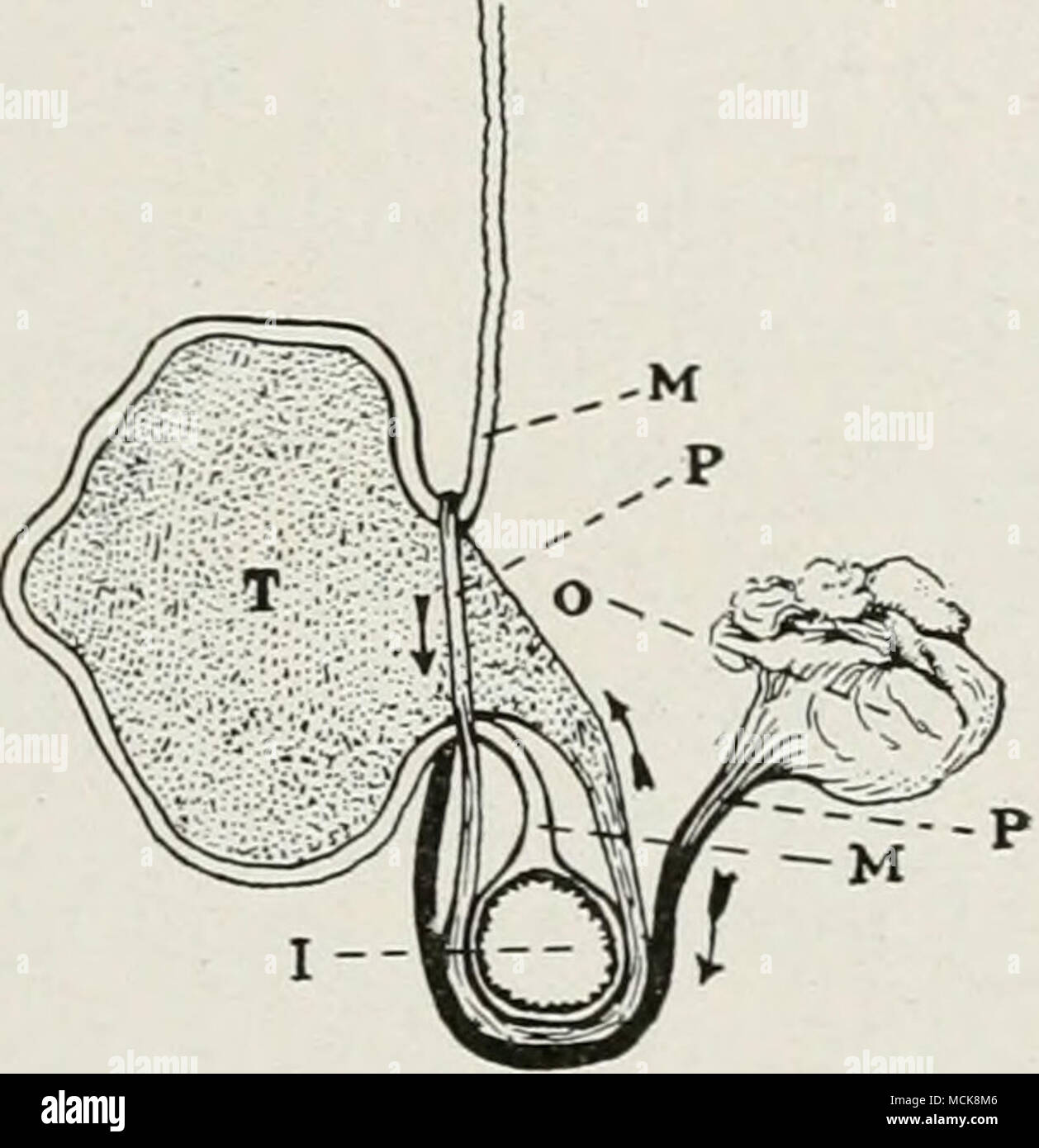 . Fig. 74—Schematic illustration of method of incarceration ...