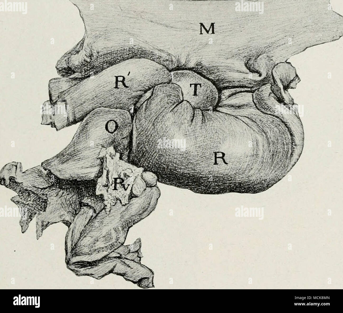 Ovarian cyst cow hi-res stock photography and images - Alamy