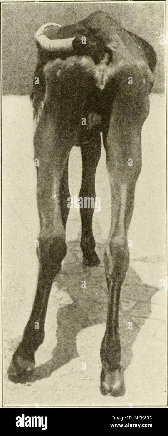 . FiG. 22s Advanced Dourine in Mare with Extreme Emaciation and ...