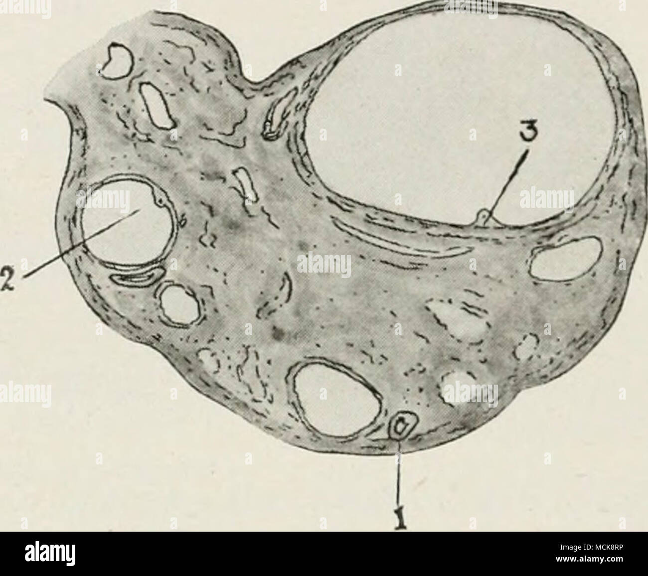 Embryos cow hi-res stock photography and images - Alamy