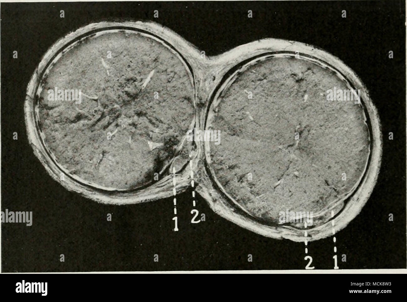 . Fig. 4 -Cross Section through Scrotum of Young Bull viewed from ...