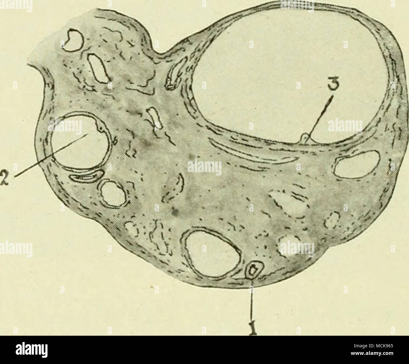. Fig. 25—Diagram of ovary of cow showing- comparative sizes of the ...