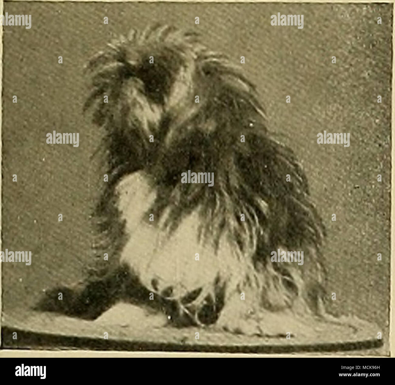 . CHINESE LION DOG, PEKING Stock Photo - Alamy