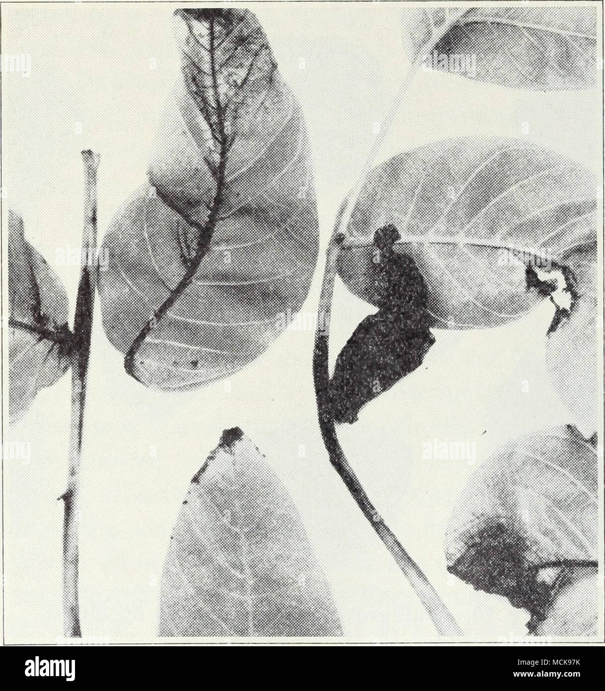 Walnut blight hi-res stock photography and images - Alamy