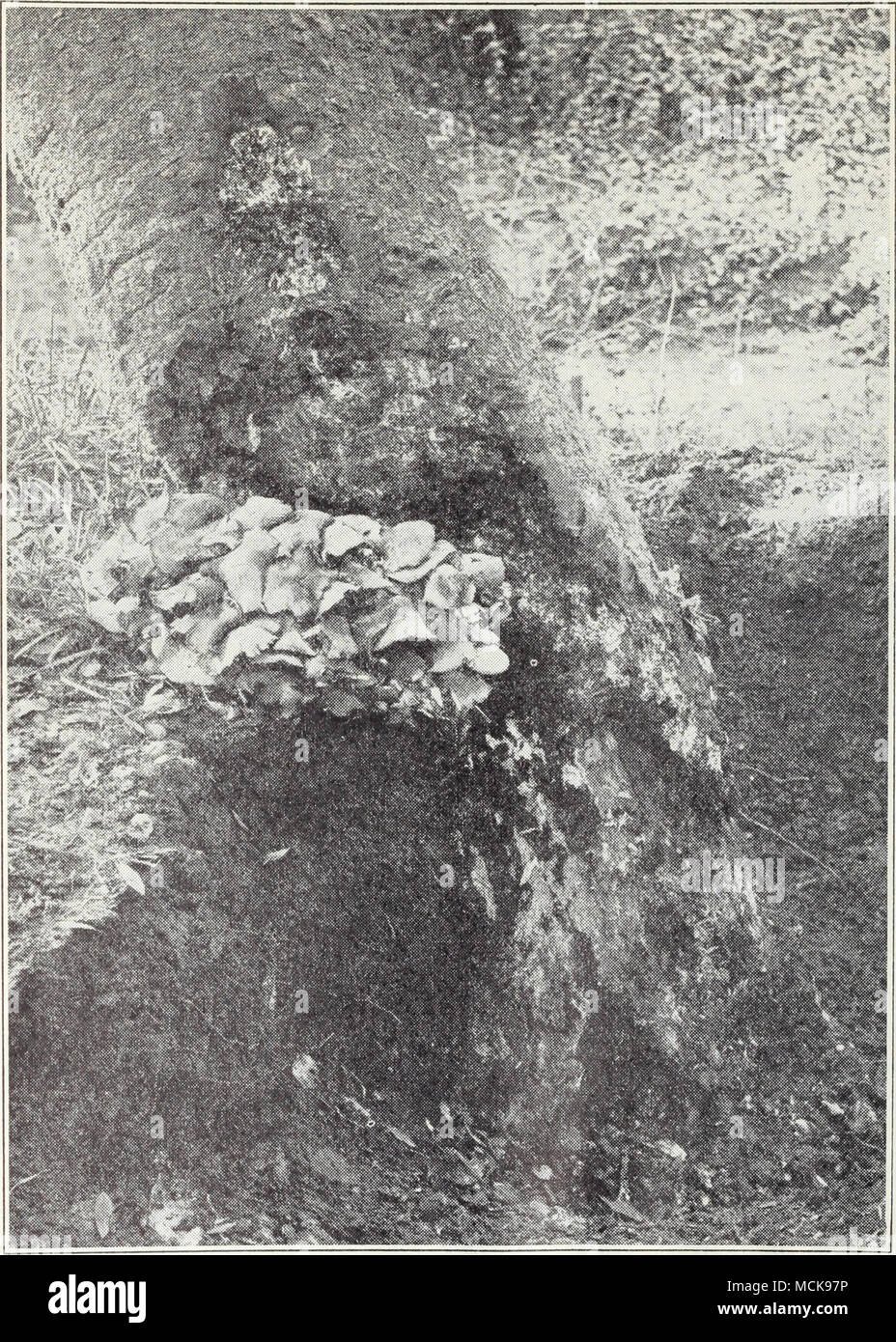 Oak Tree Fungus Disease High Resolution Stock Photography and Images ...