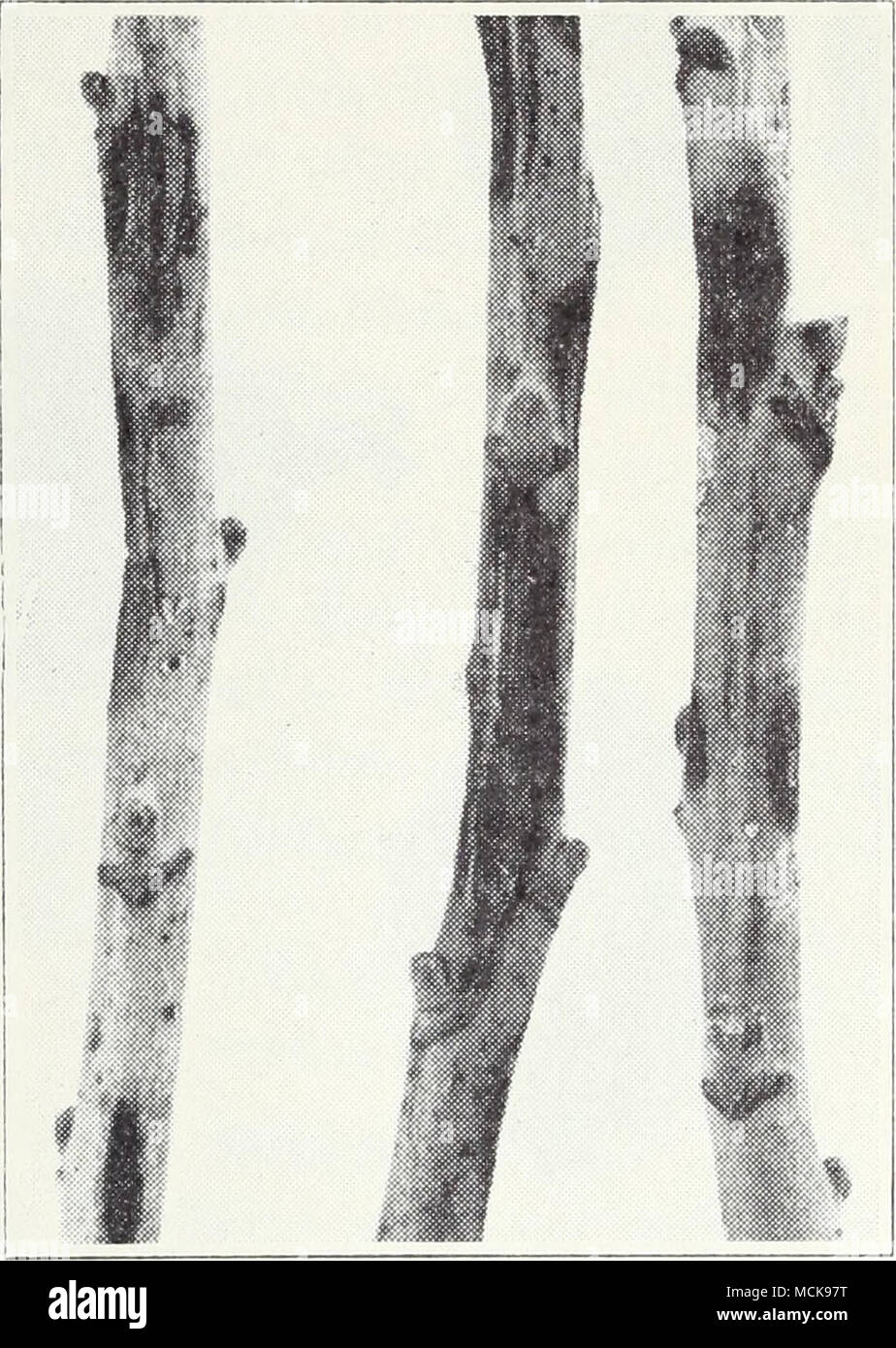 Walnut blight hi-res stock photography and images - Alamy