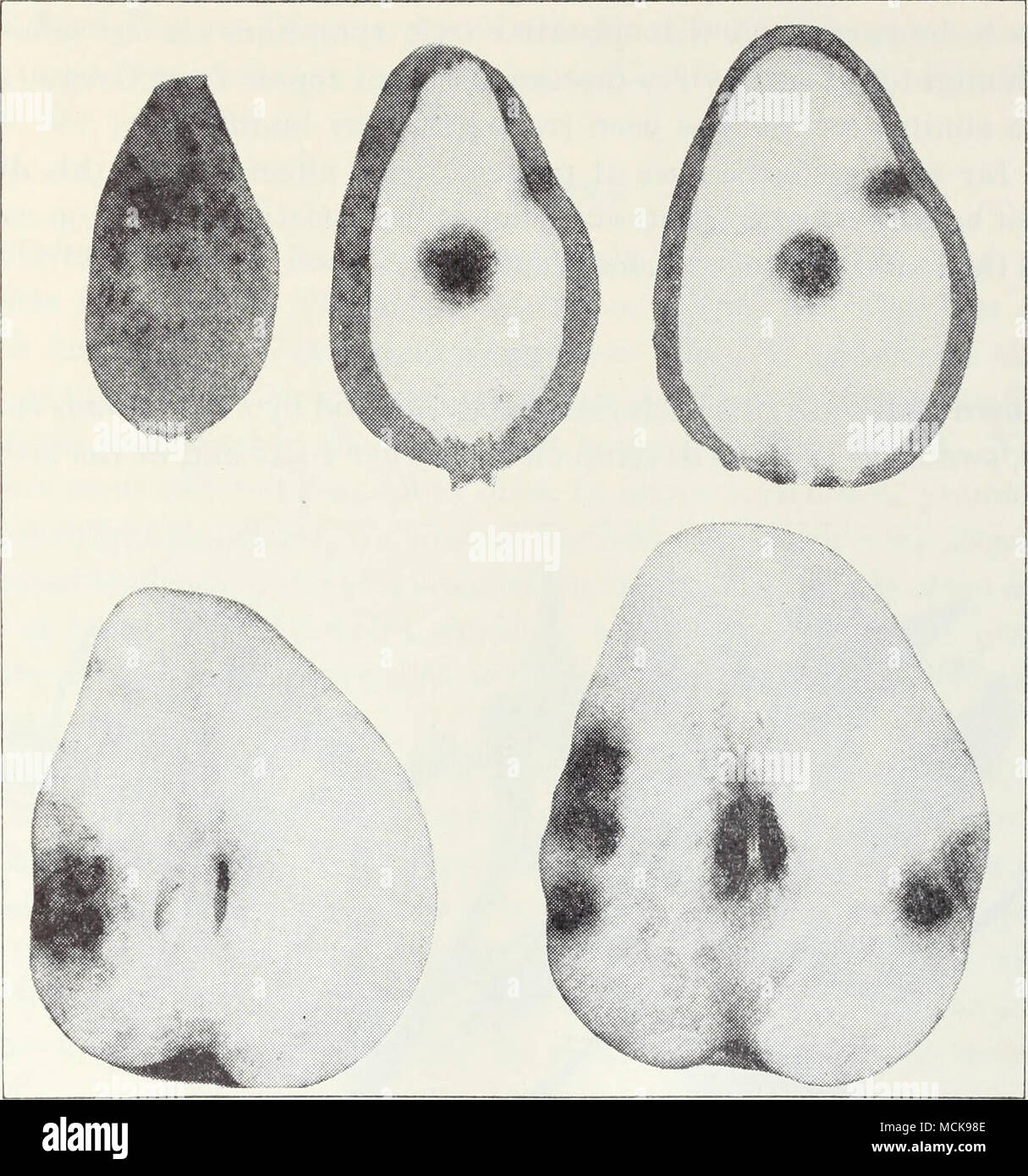 . Fig. 56.—Pear stigmonose, sections of affected fruit. Scab.—The first ...