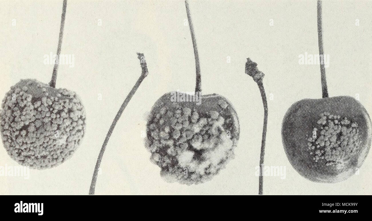 . Fig. 25.—Brown rot of cherry l)cise of tlie midrib during September ...