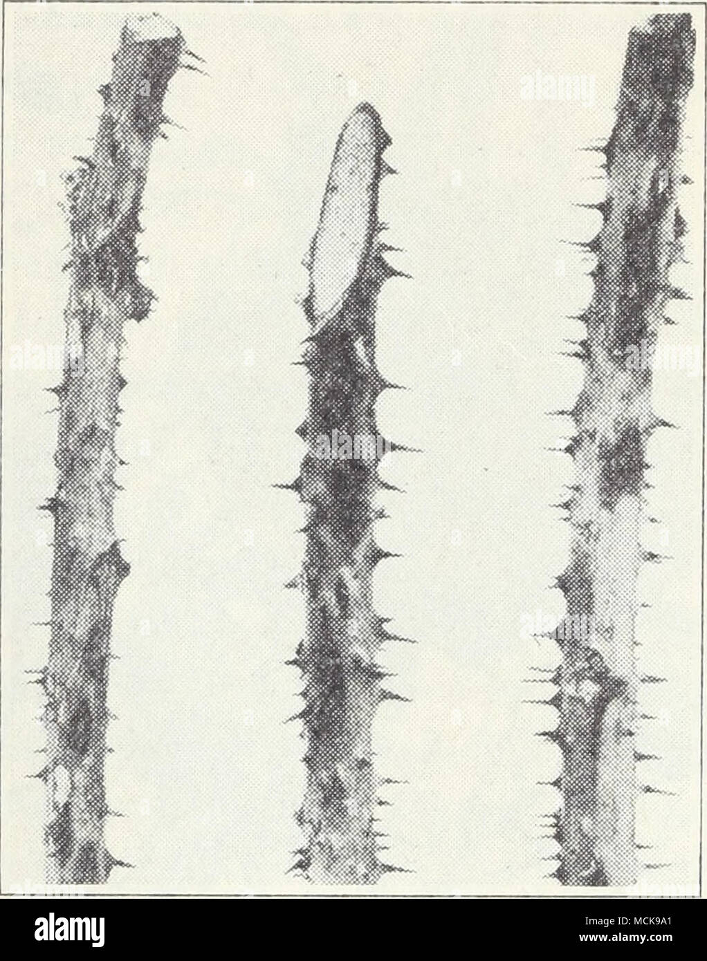 . Fig. 22.—Spots on blackberry stems caused by leaf-spot fungus ...