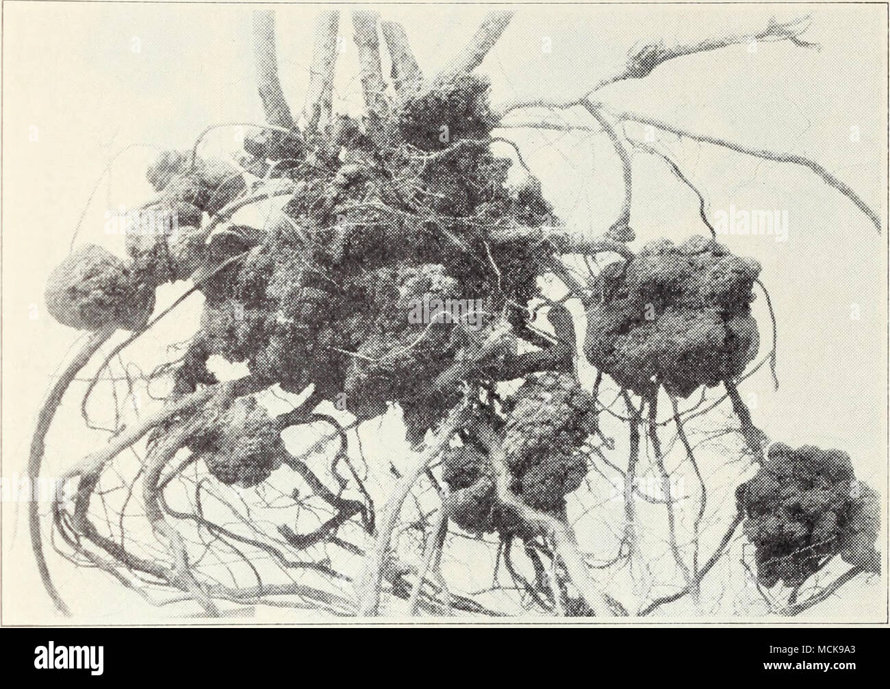 . Fig. 21.—Crown gall on roots of Phenomcnnl blackberry. Berries should ...