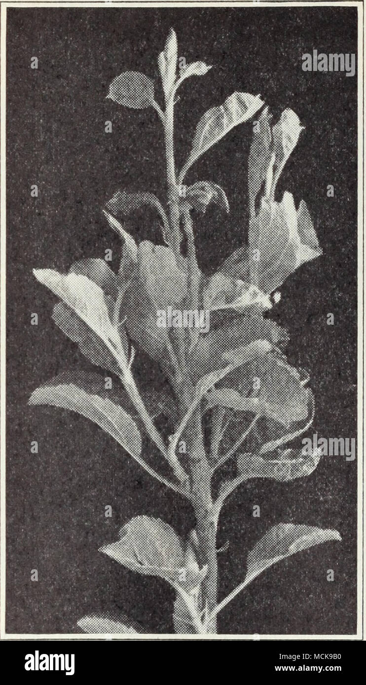 . Fig. 5.—Exanthema dieback of apple. larger twigs and branches to a ...