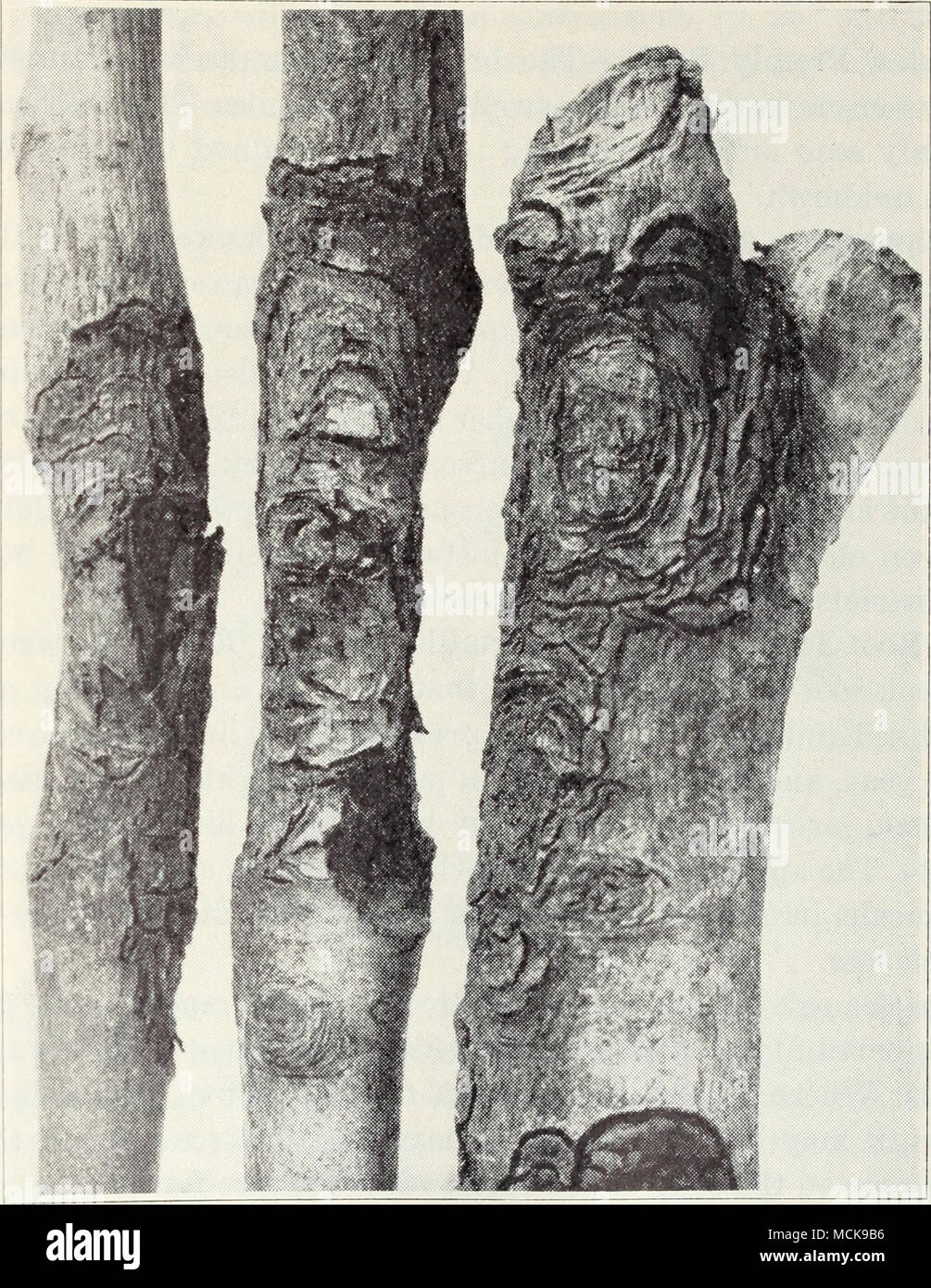 Lateral rosettes hi-res stock photography and images - Alamy