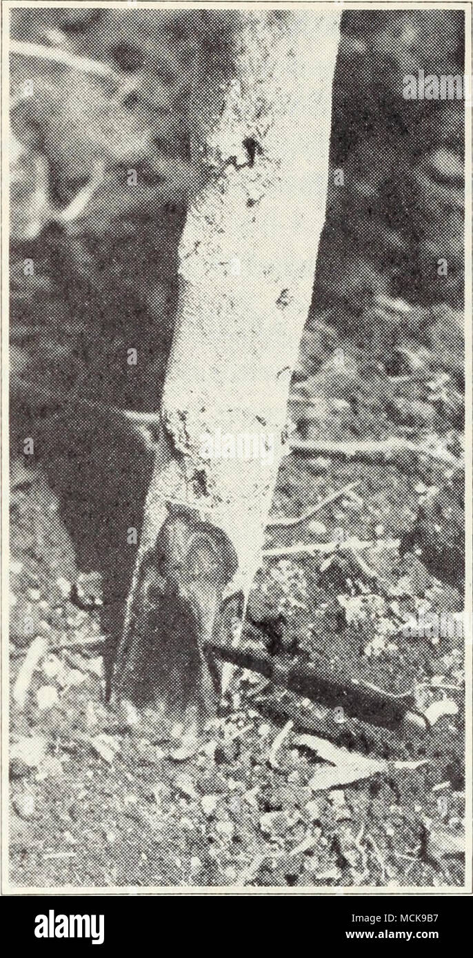 . Fig. 3.—Crown rot in young almond tree. jured but show hopeful signs ...