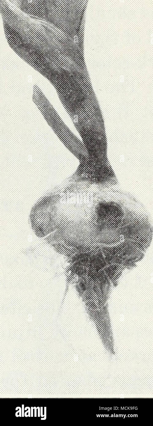 Phytophthora root rot hi-res stock photography and images - Alamy