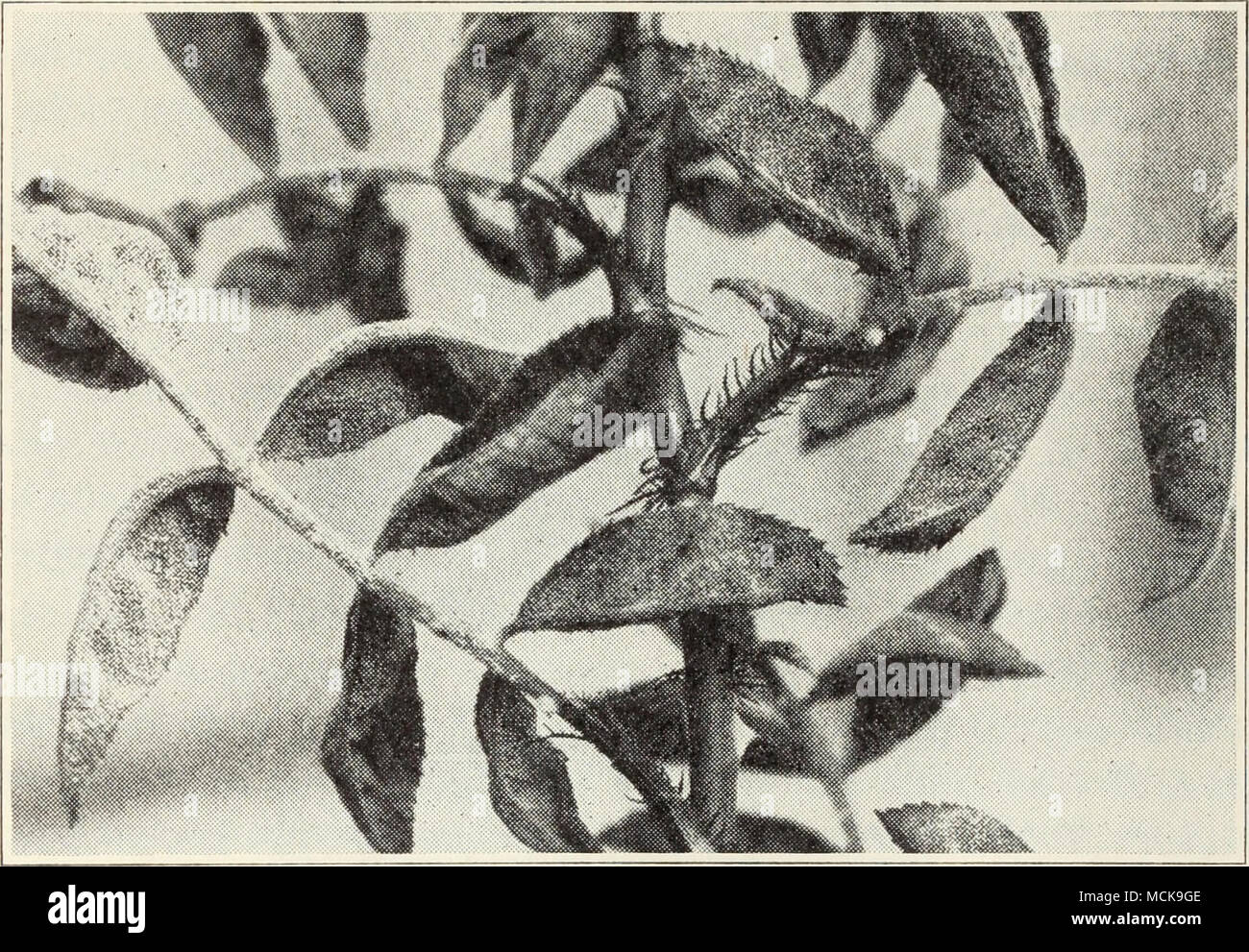 Felty shoots hi-res stock photography and images - Alamy