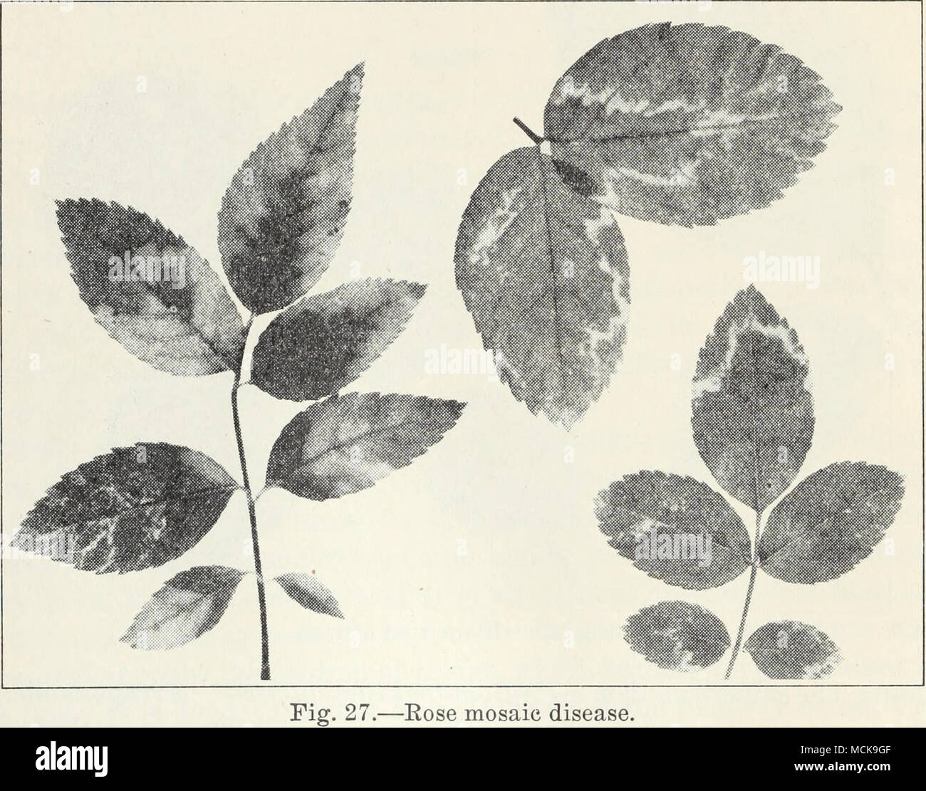 Rose Mosaic Virus Stock Photos & Rose Mosaic Virus Stock Images - Alamy