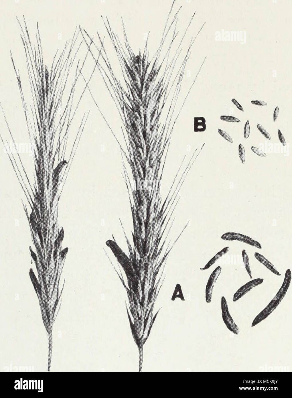 Kafir corn hi-res stock photography and images - Alamy