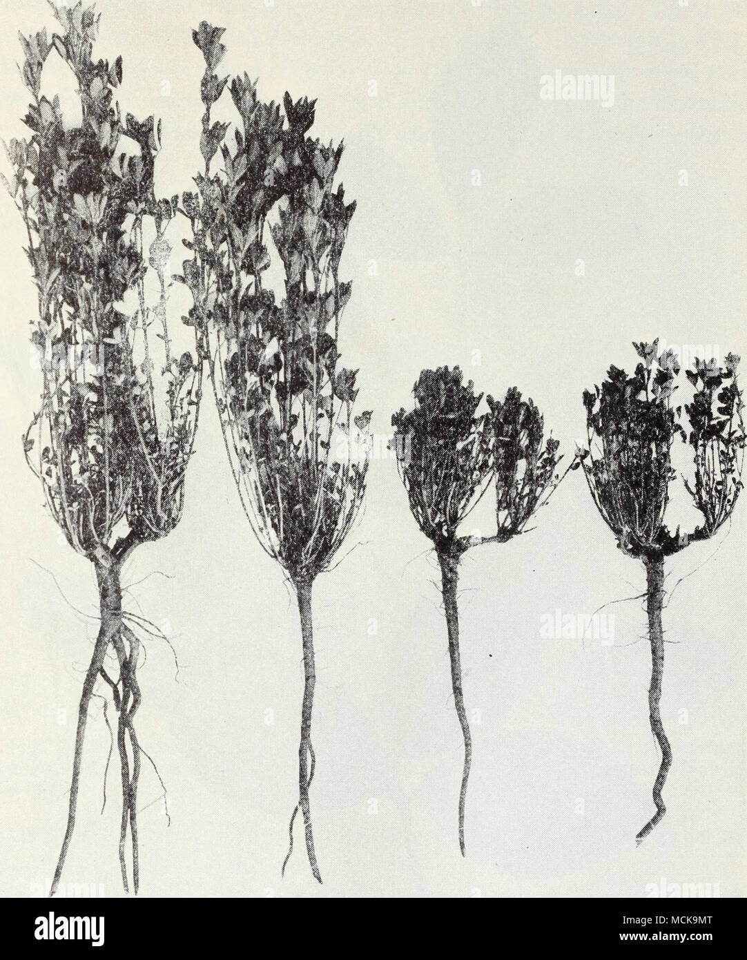 . Fig. 5.—Healthy and diseased plants taken from a four-year-old field ...