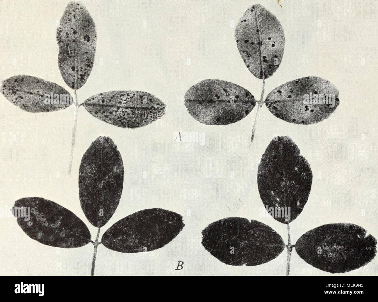 . Fig. 7.—The appearance of rust: A, lower surface of leaves ; B, upper ...