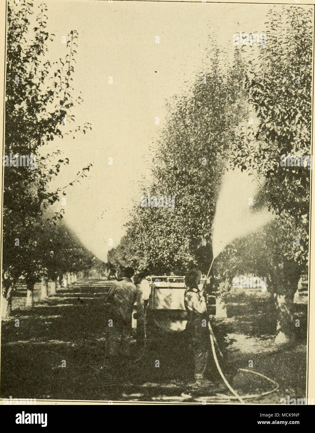 . Fig. 227. — The power sprayer in use for spraying orchard trees Stock ...