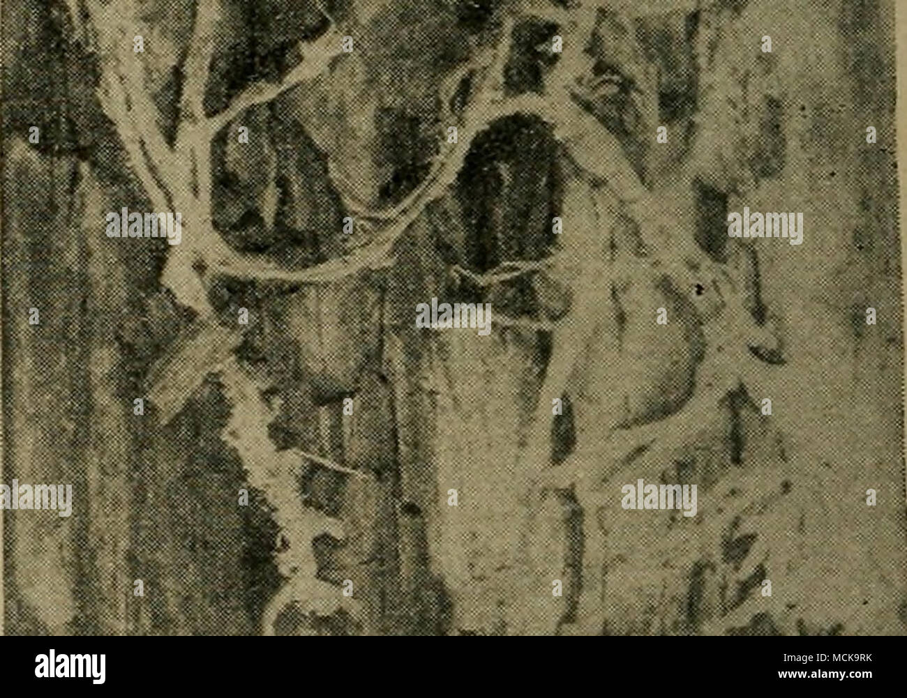 Merulius lacrymans hi-res stock photography and images - Alamy