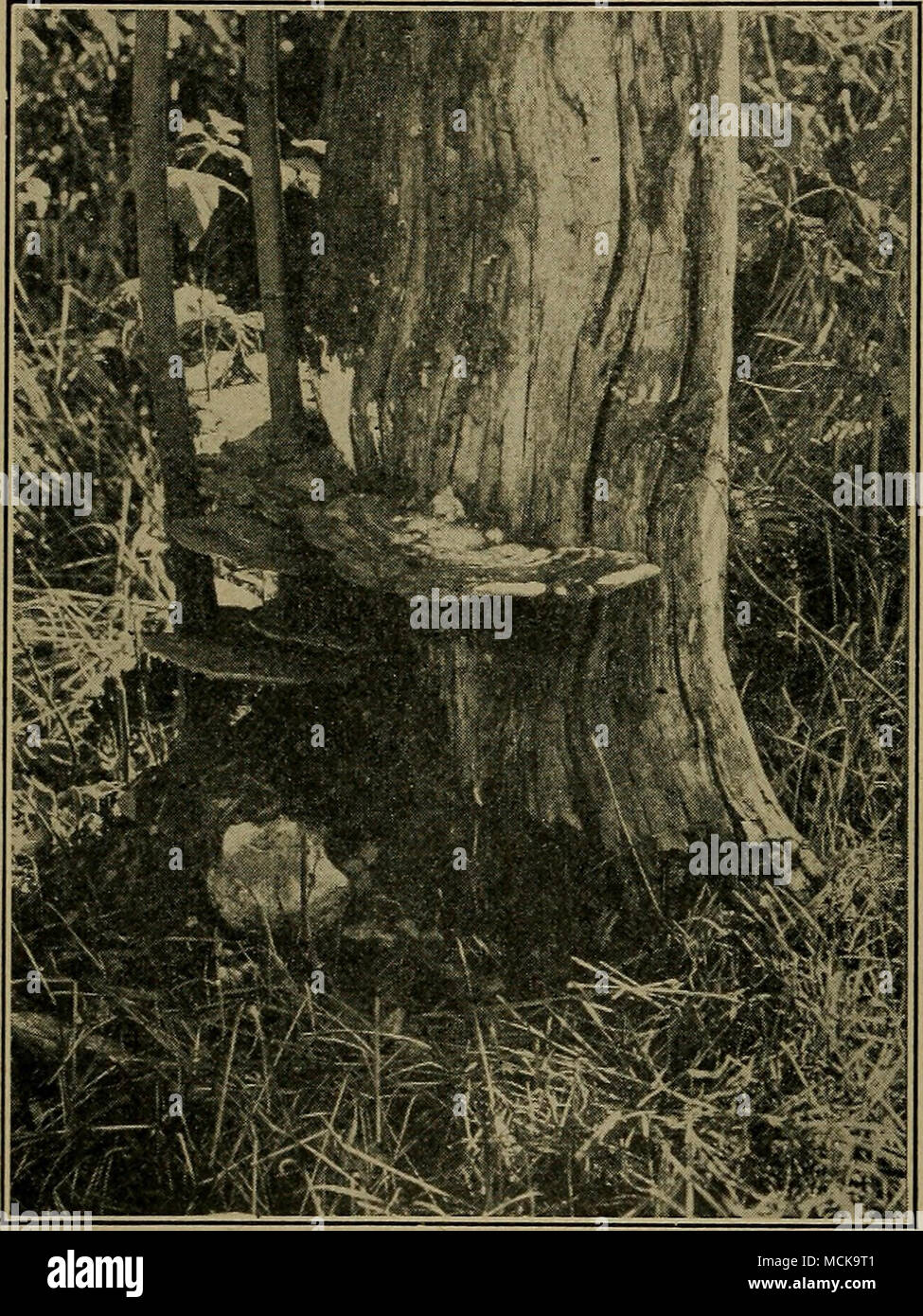 . Fig. 182. Fomes applanatus upon trunk of dead tree. After Freeman ...