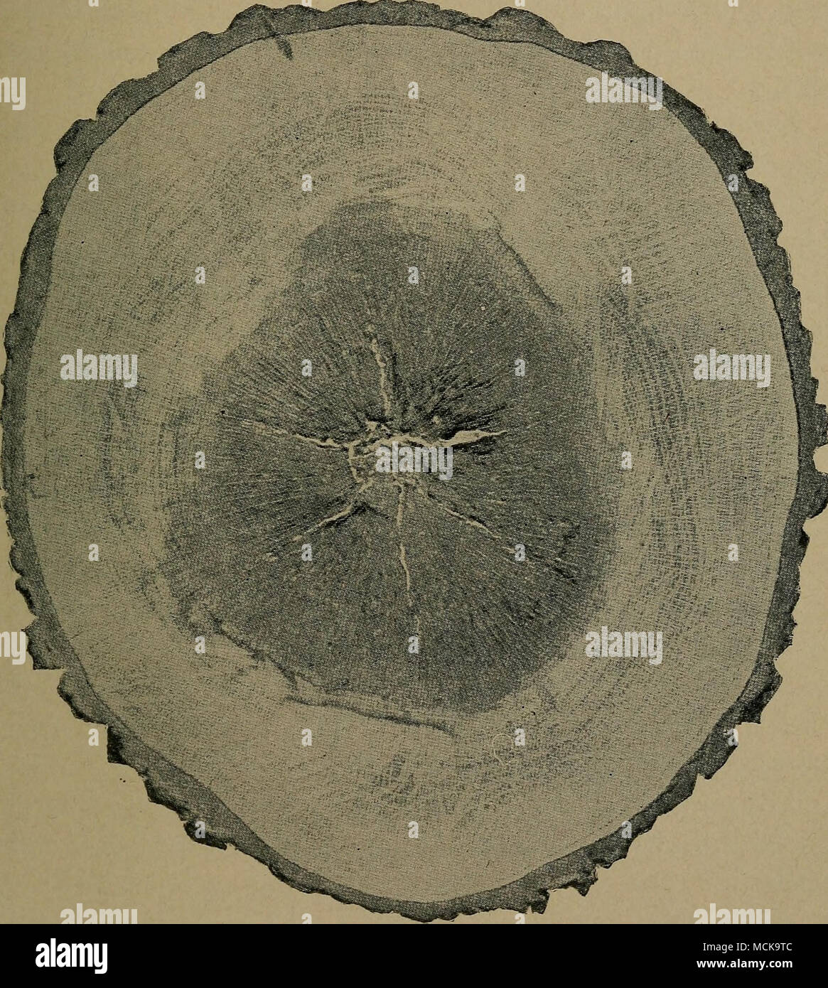 . Fig. 179. — Polyporu3 sulphureus showing effect upon wood of oak tree ...